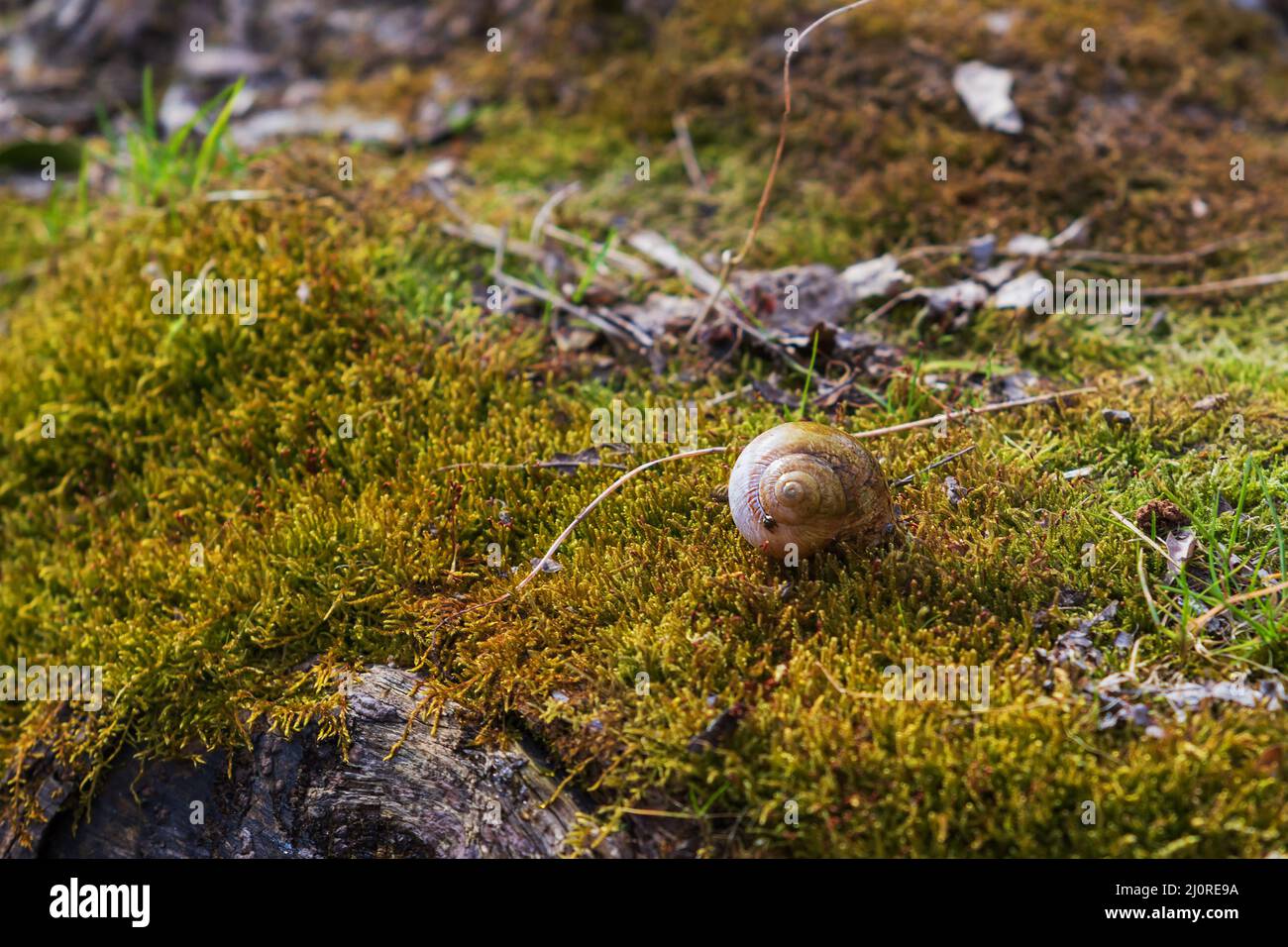 A small snail shell on a tree covered with green moss Stock Photo - Alamy