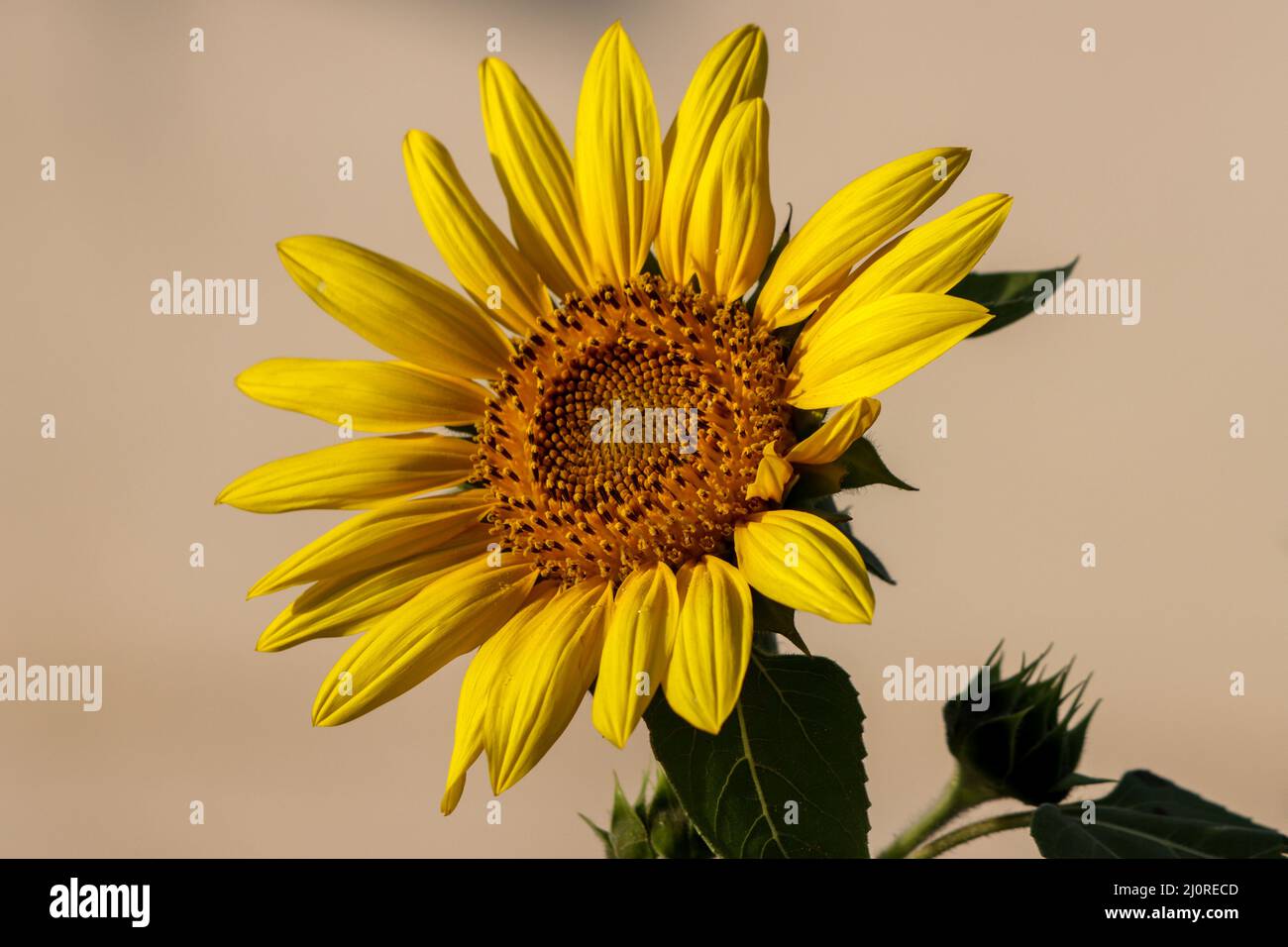 Closeup of a sunflower with a blurred wall in the background Stock ...