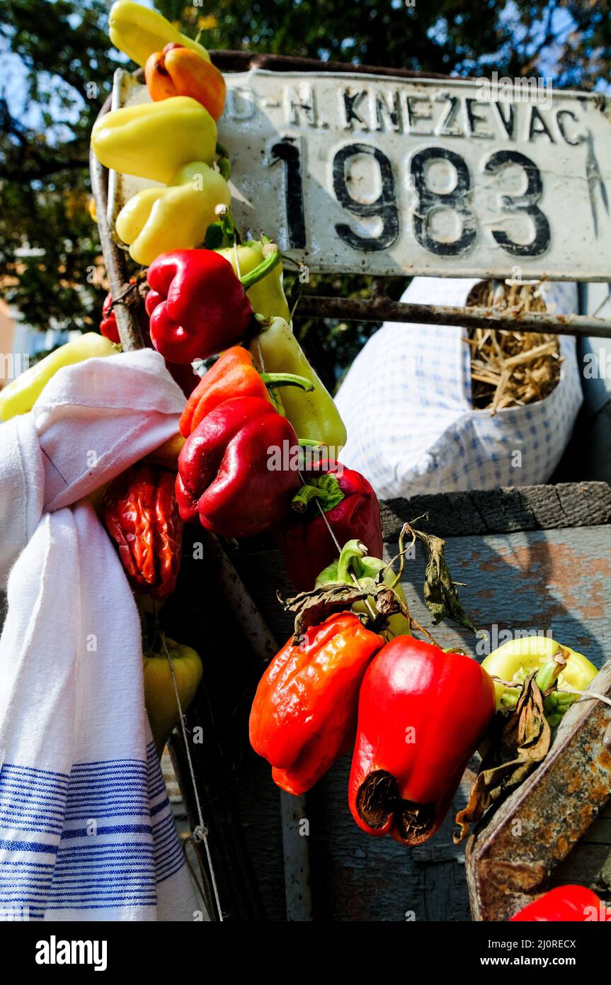A closeup of colorful peppers hanging on a rusty tube Stock Photo - Alamy