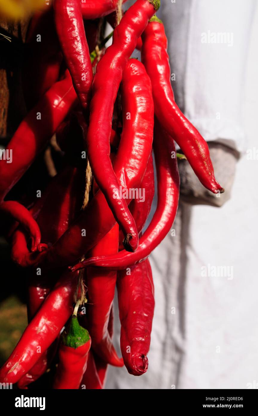 Closeup of colorful peppers hanging on a rusty wall Stock Photo - Alamy