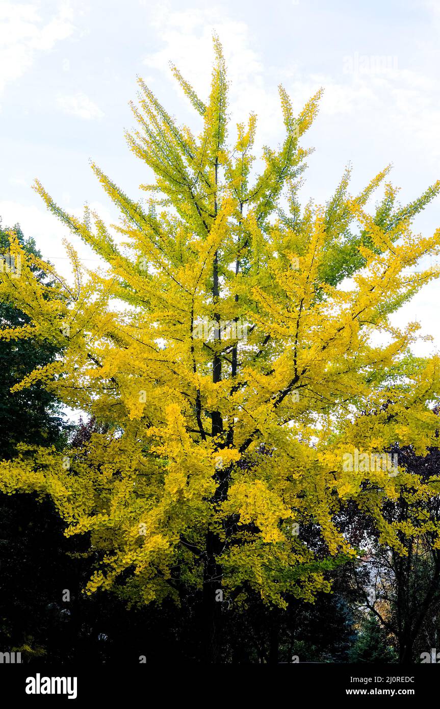 Closeup of a vibrant green tree Stock Photo - Alamy