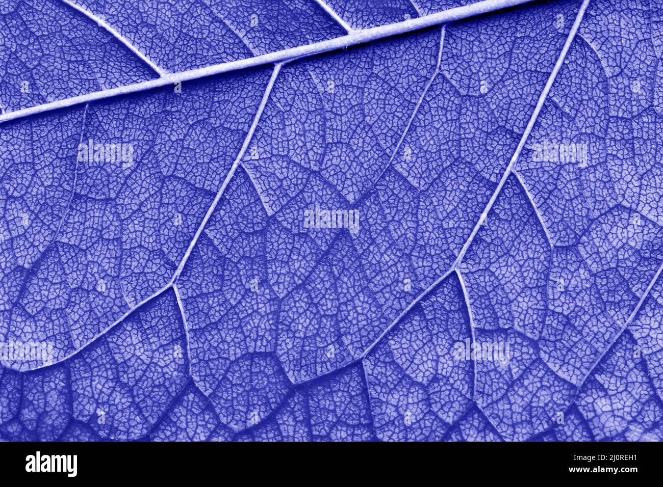 Very peri hi-res stock photography and images - Alamy