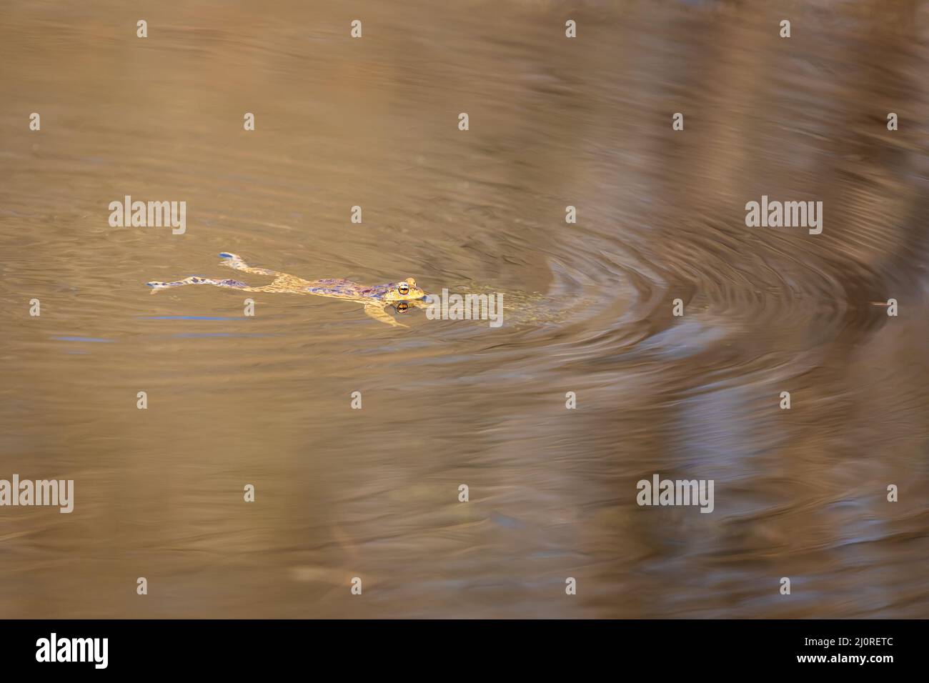 A large green toad frog in its natural habitat. An amphibian swims on ...