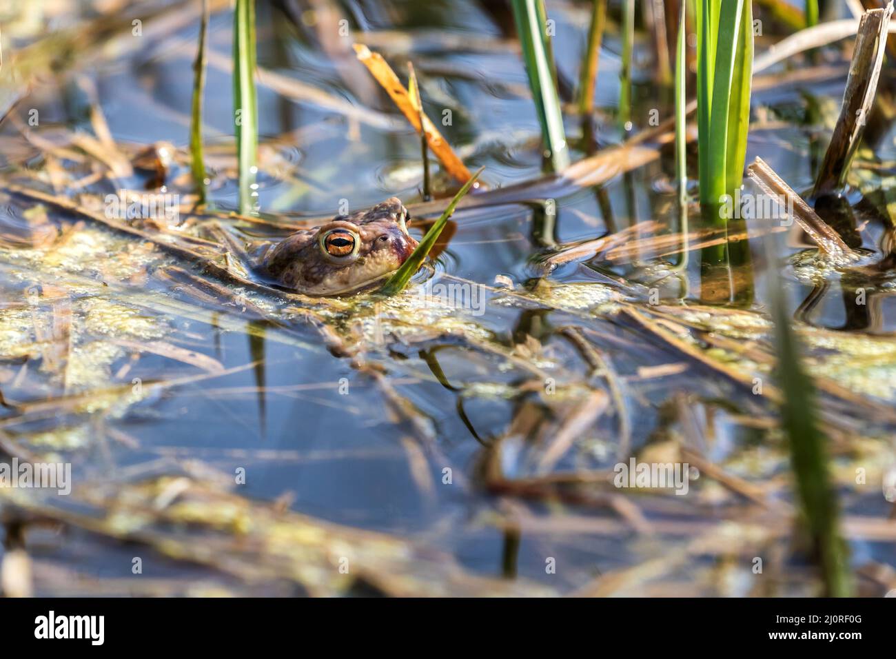 Toad - Bufo bufo on the surface of the pond. There is a reed around the ...