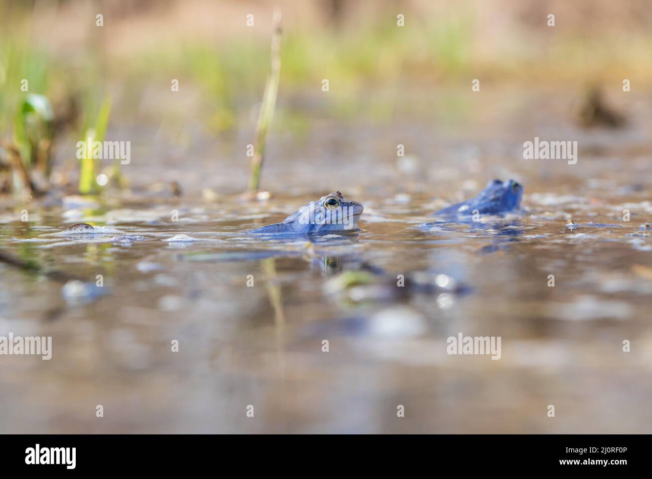 Blue Frog - Frog Arvalis on the surface of a swamp. Photo of wild ...