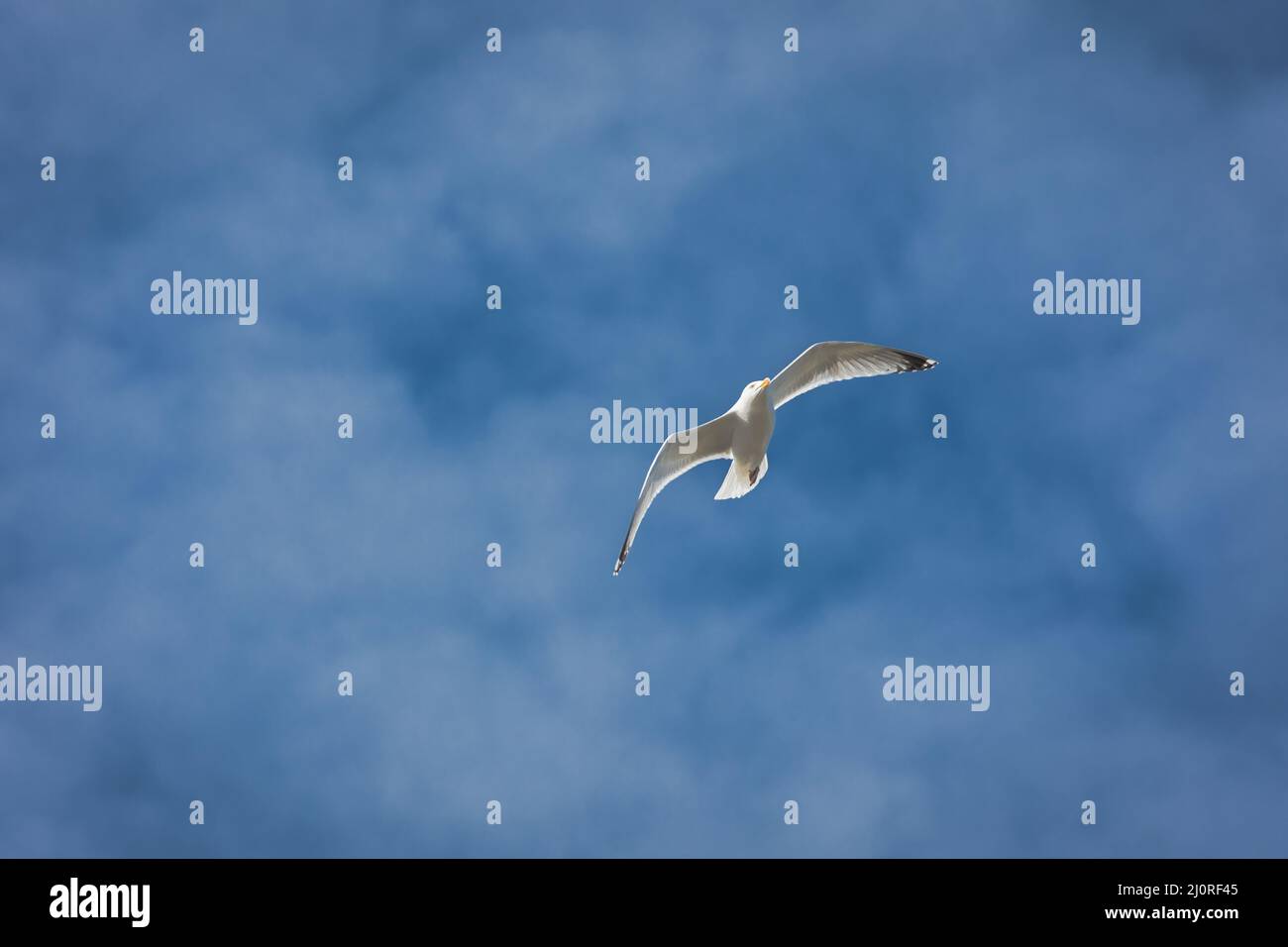 Low angle of a seagull in flight Stock Photo - Alamy