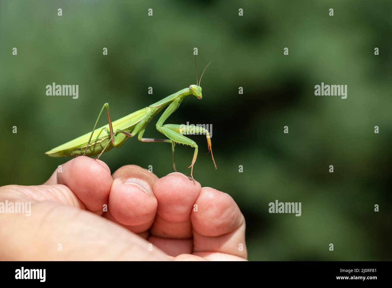 Mantis - Mantis religiosa green animal sitting on human hand Stock ...