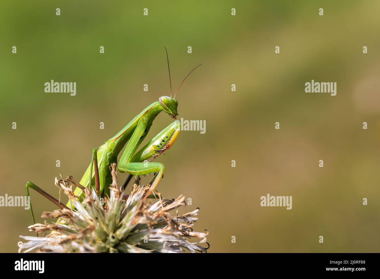 Mantis - Mantis religiosa green animal sitting on a blade of grass ...