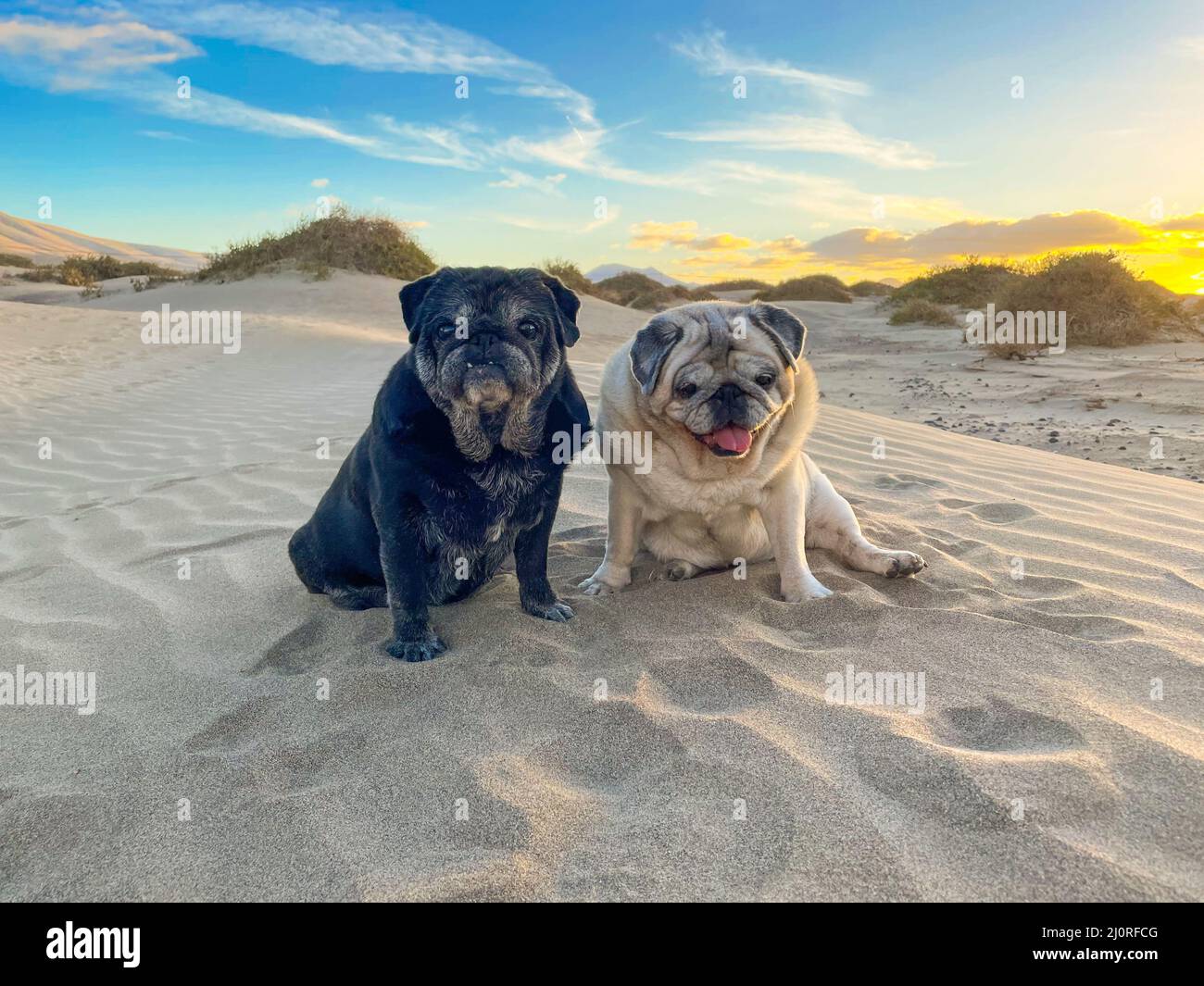 Posing pug dogs hi-res stock photography and images - Alamy