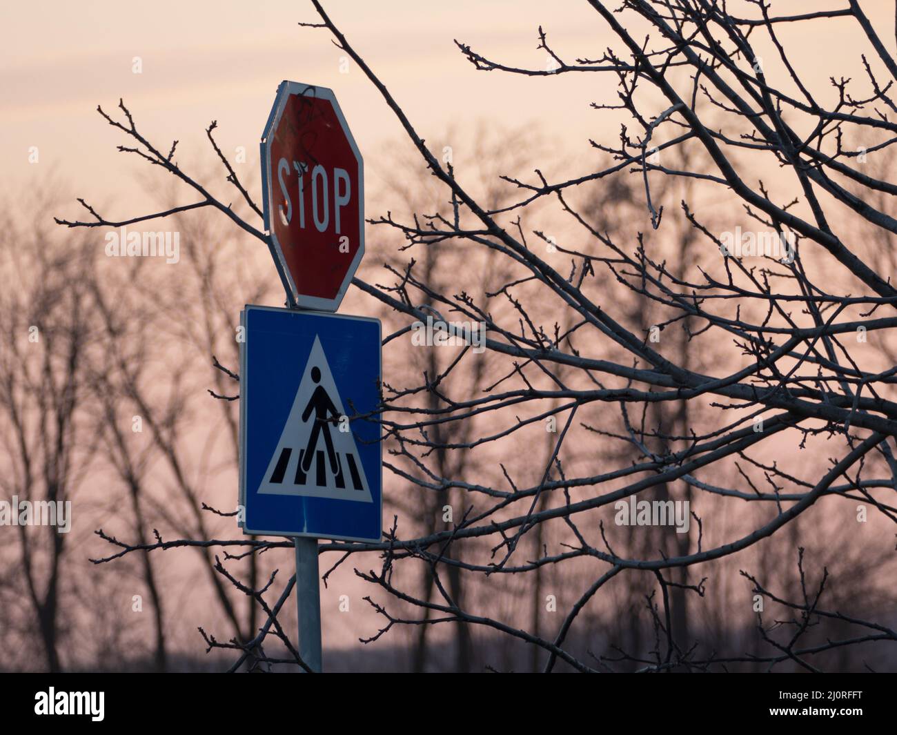 Shallow focus shot of Pedestrian and Stop traffic signs and tree ...