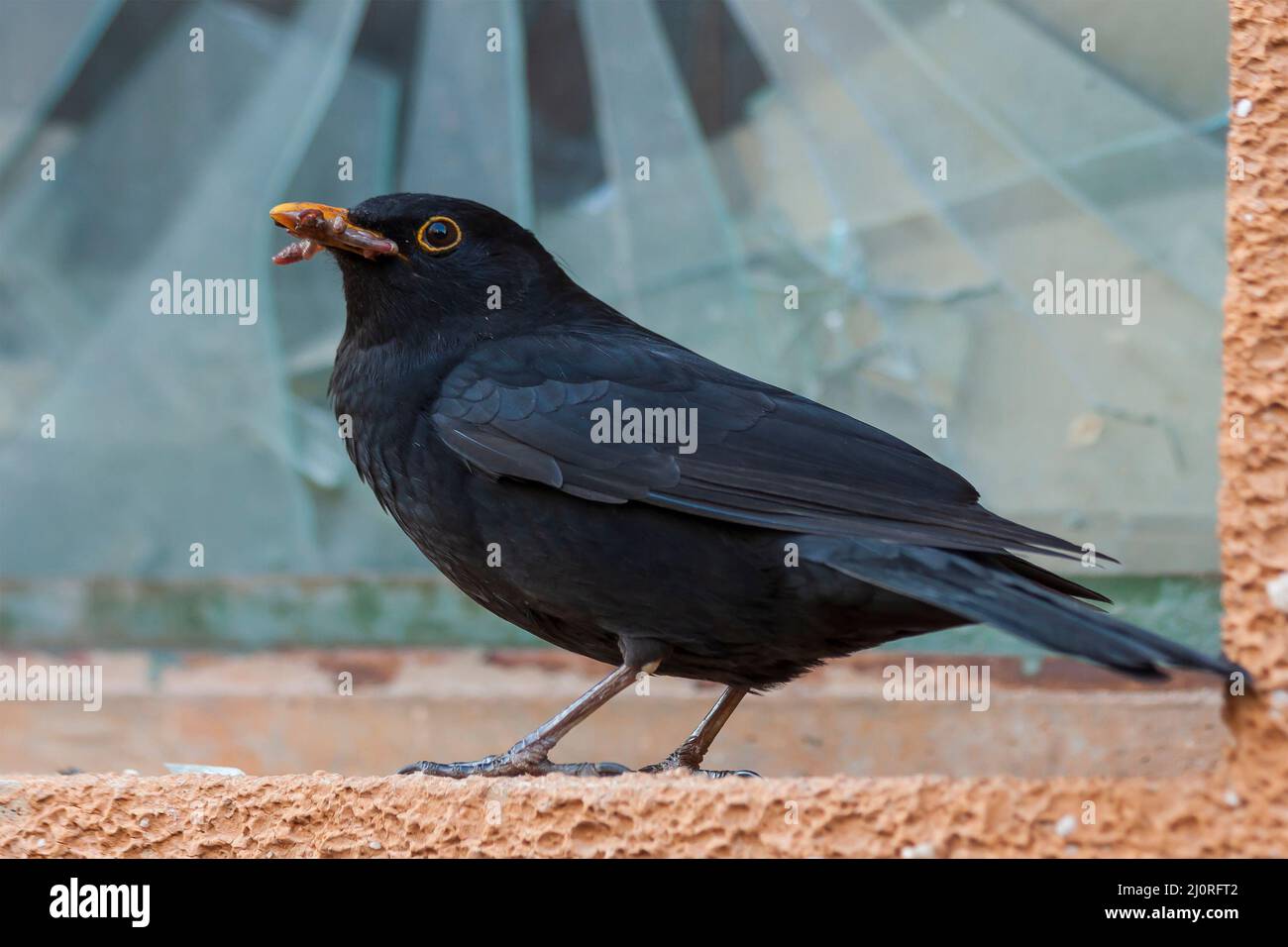 Black bird blackbird sitting at a broken window. It has an earthworm in ...