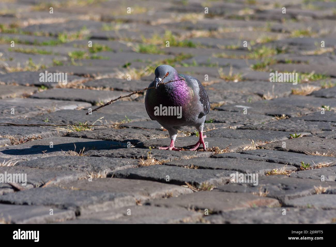 The pigeon is on a stone pavement of cubes Stock Photo - Alamy