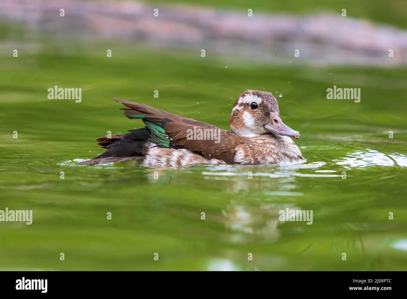 Duck profile photo hi-res stock photography and images - Alamy