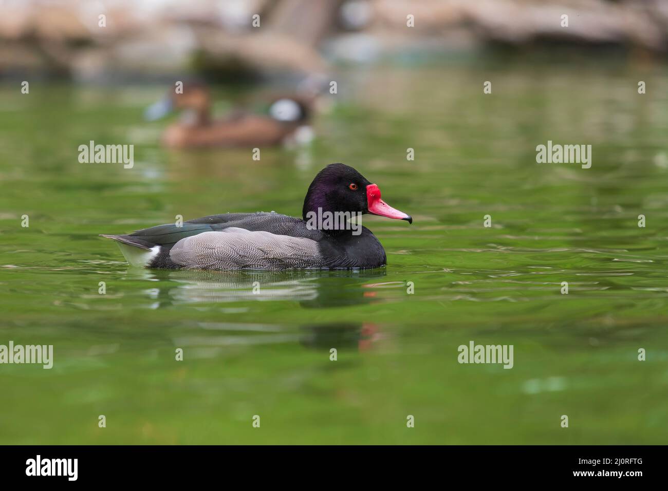 The duck swims in the water. He has a red beak and a red eye Stock ...