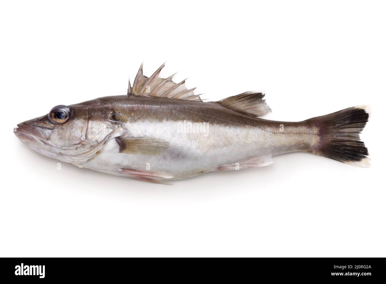Saw edged perch Cut Out Stock Images & Pictures - Alamy