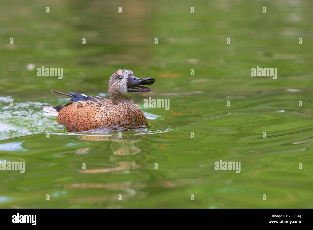 Duck profile photo hi-res stock photography and images - Alamy