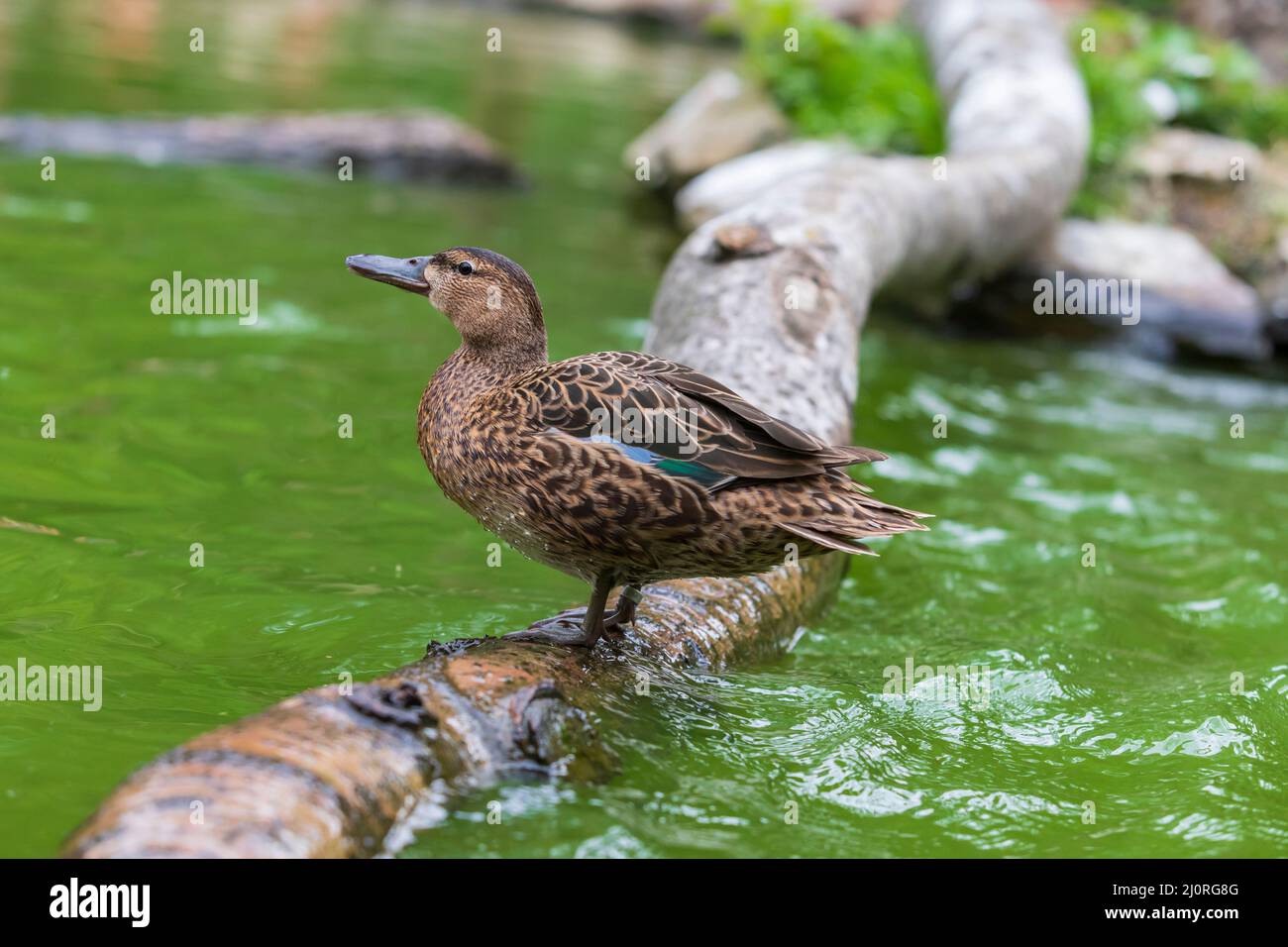 Mallard duckling log water hi-res stock photography and images - Alamy