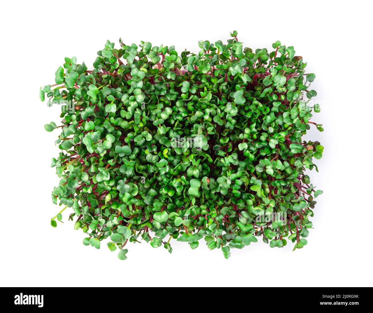Micro greenery, top view, isolated on a white background. Healthy ...