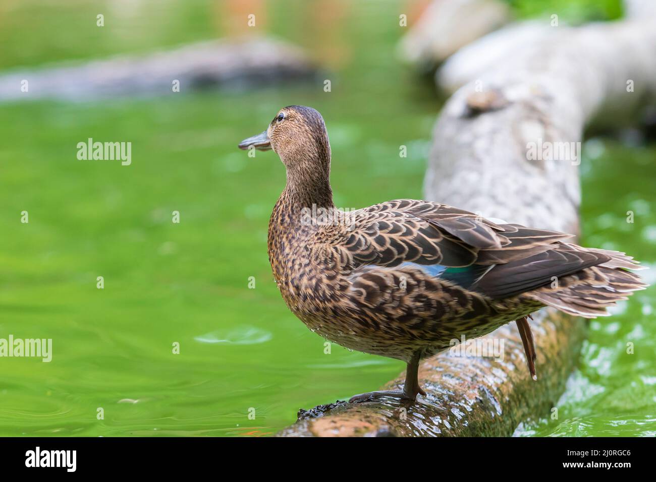 Duckling log water hi-res stock photography and images - Alamy