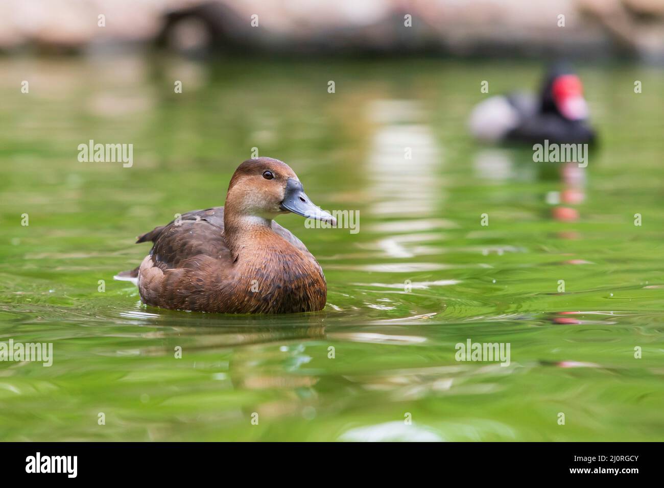 Duck profile photo hi-res stock photography and images - Alamy