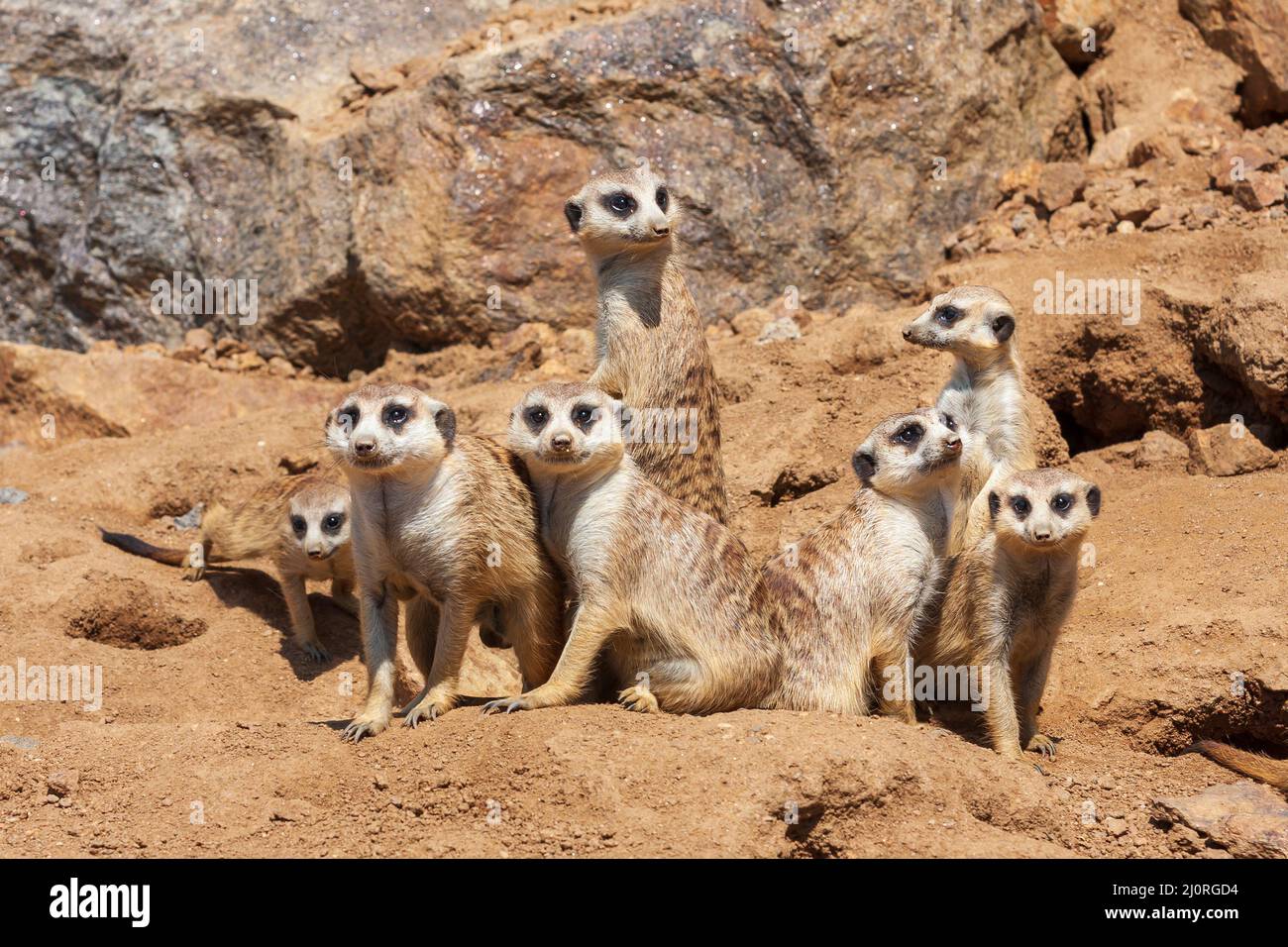 Meerkat - Suricata suricatta - in a group in the enclosure Stock Photo ...