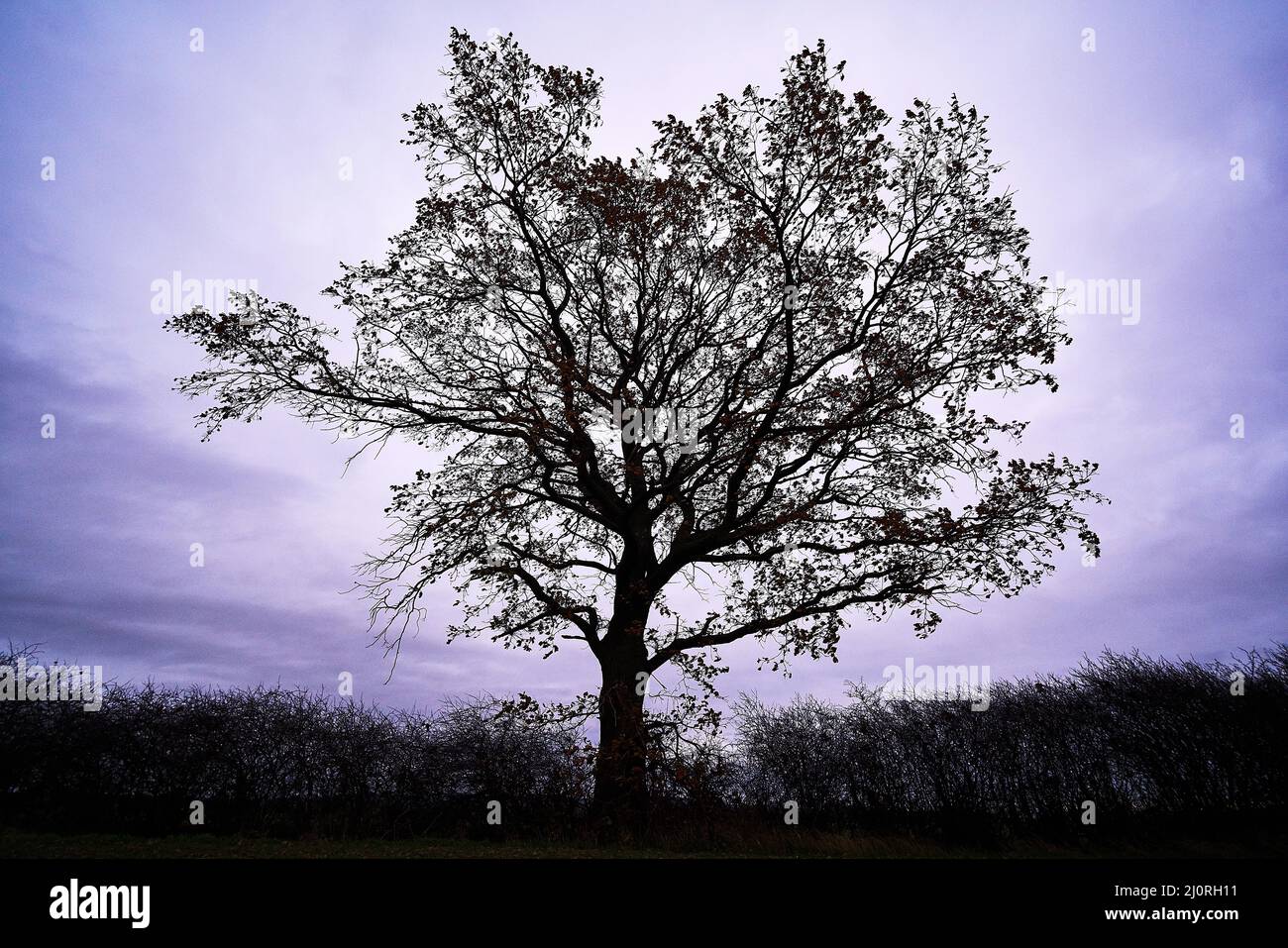 Black Tree on a Field Stock Photo - Alamy