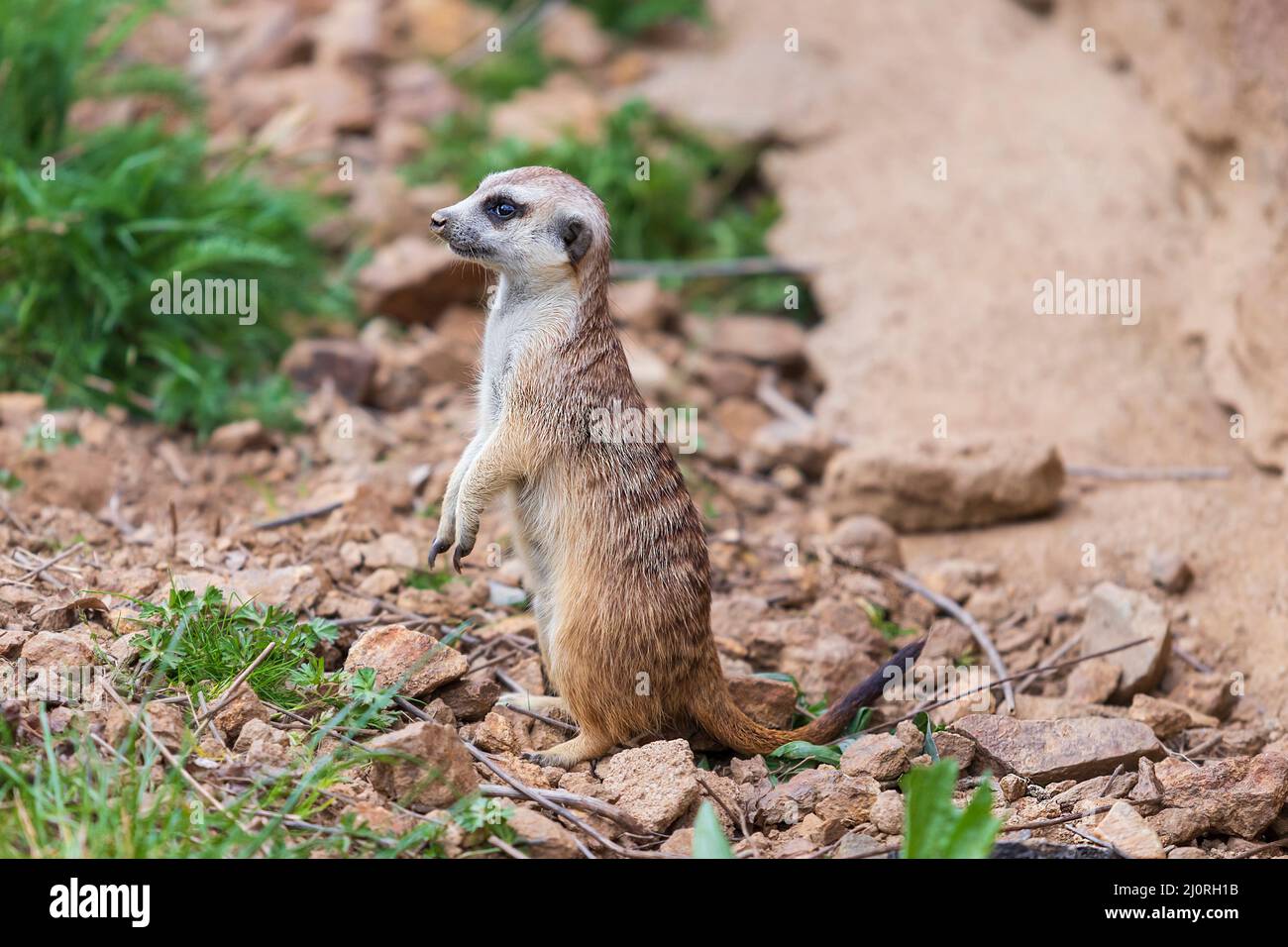 Meerkat - Suricata suricatta in a group in its natural habitat plays in ...