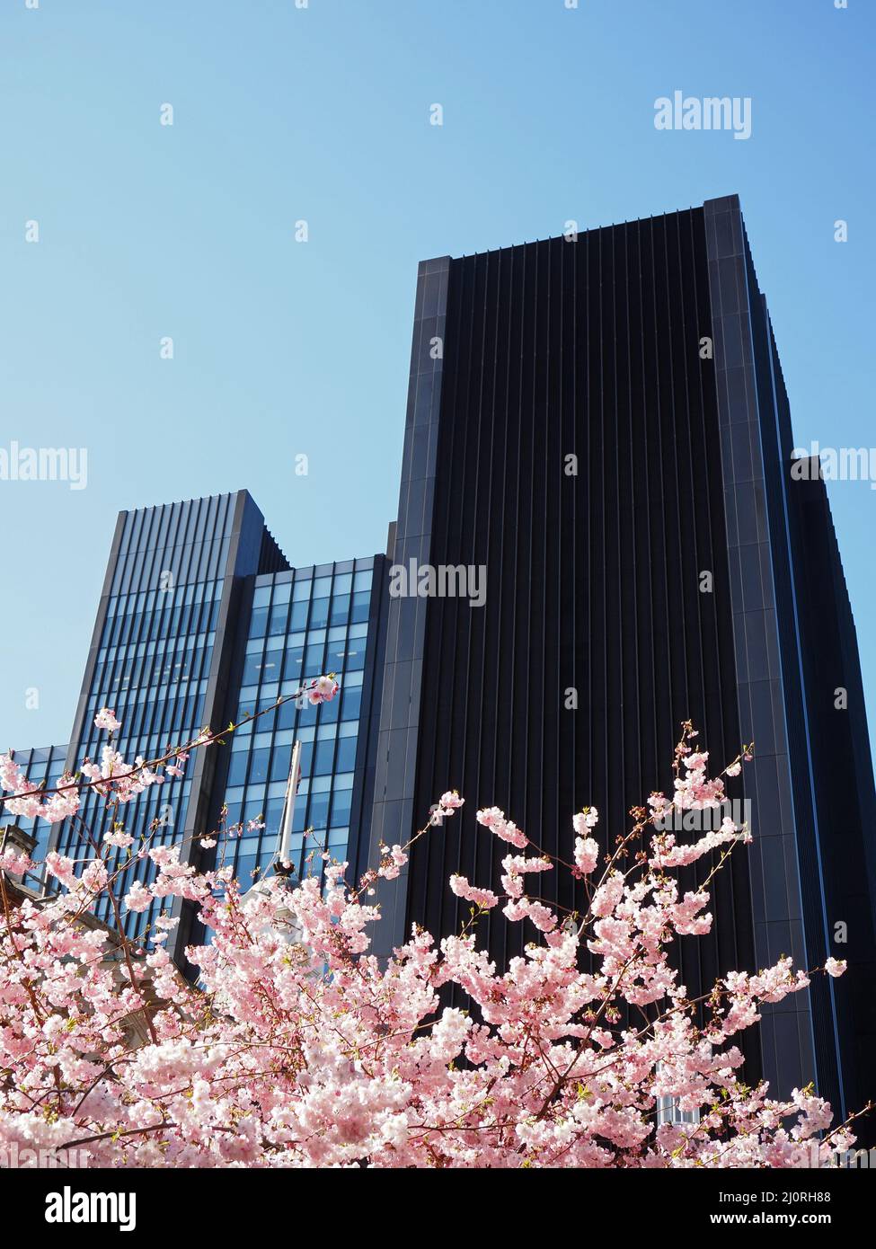 Pink Blossom and modern tower block in the city of London, England ...