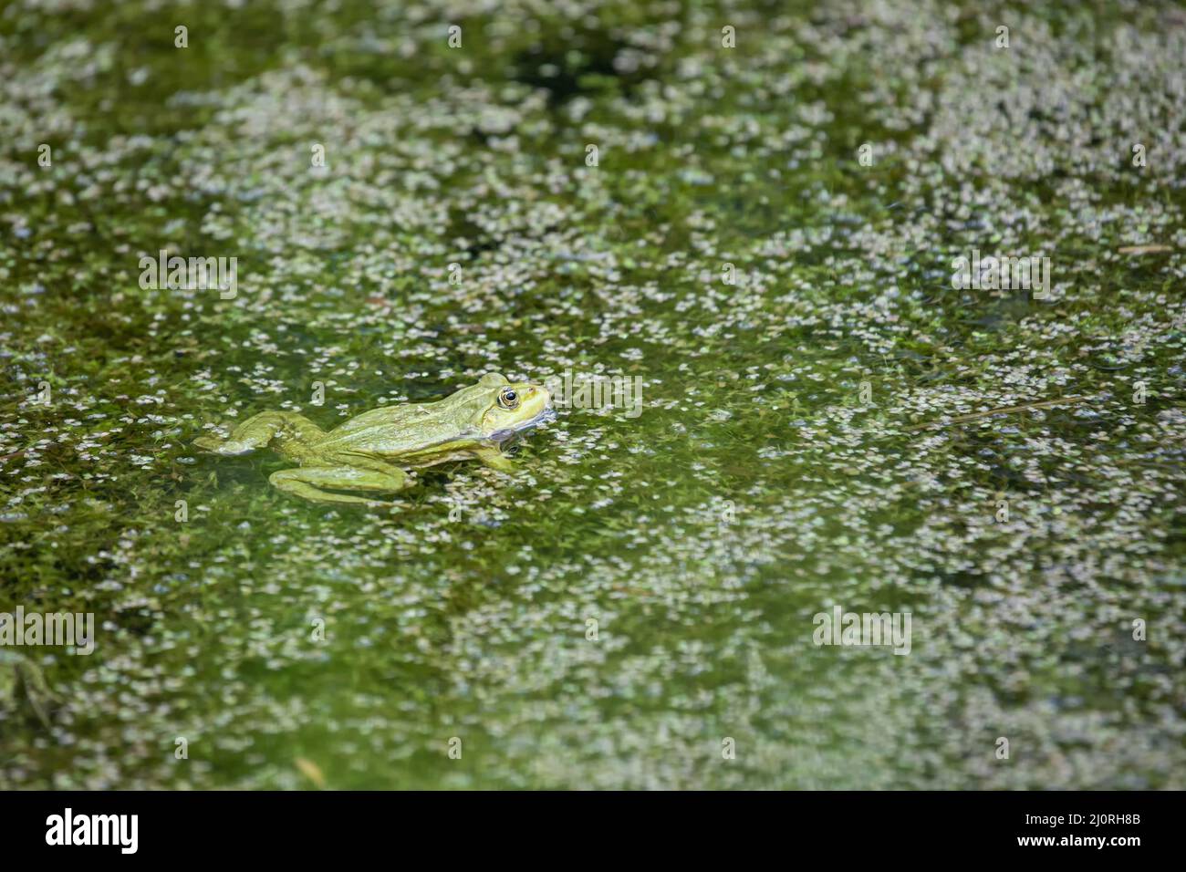 Frog toad green hi-res stock photography and images - Alamy