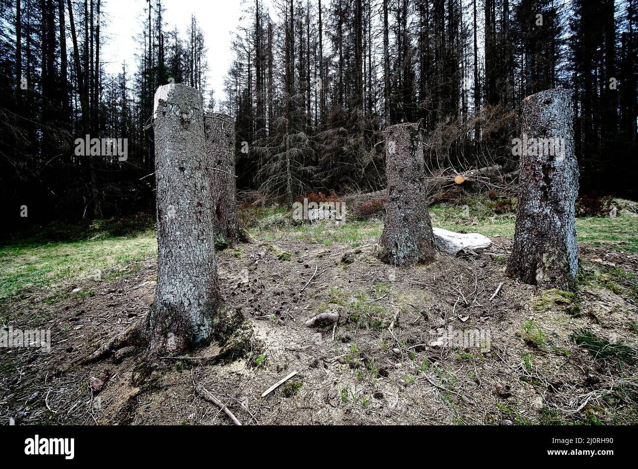 Tree Stumps in Harz Mountains Stock Photo - Alamy