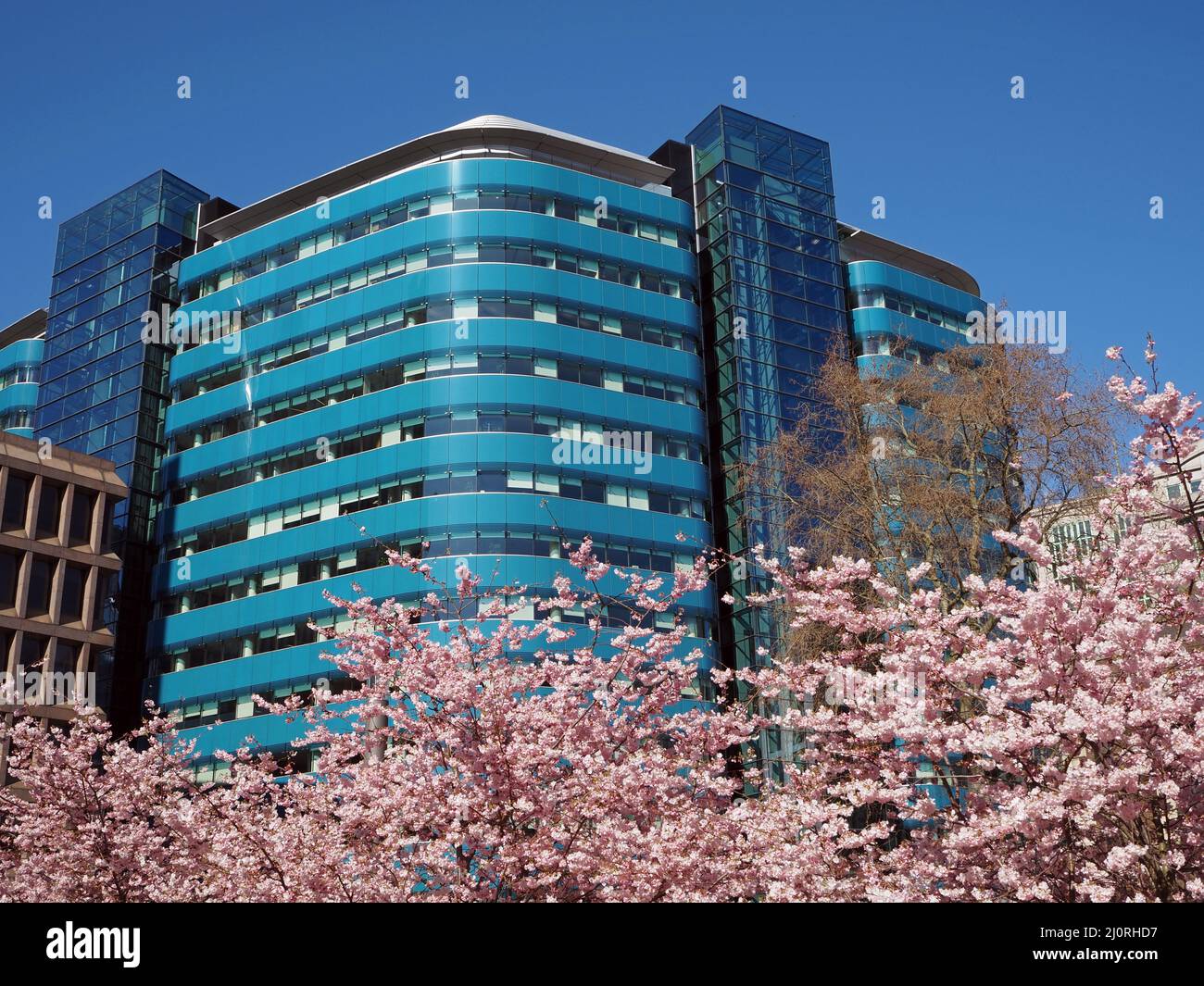 Aldgate Square, Pink Blossom and modern tower block in the city of ...