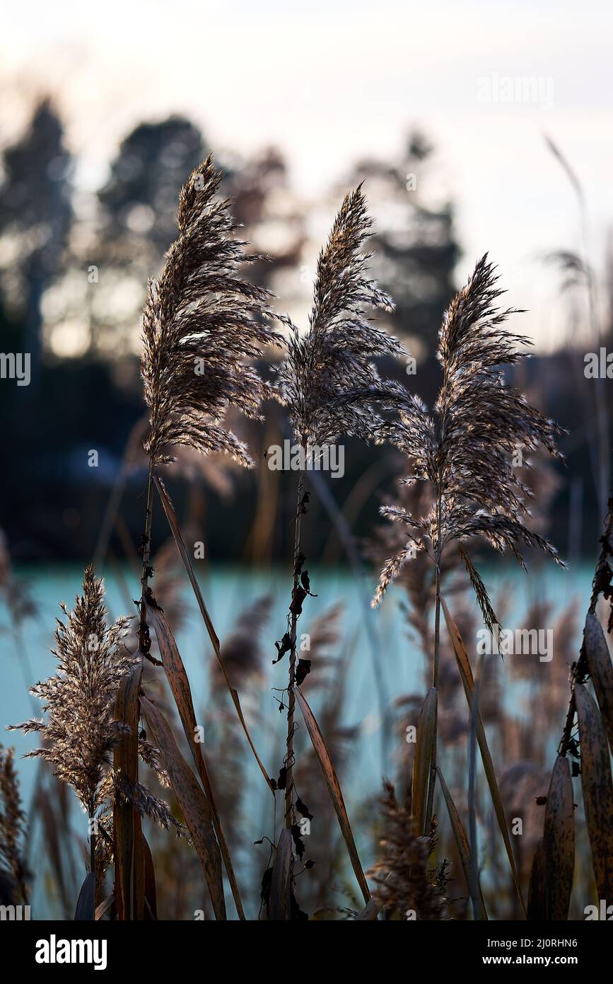 Common Reed growing beside lake Stock Photo - Alamy