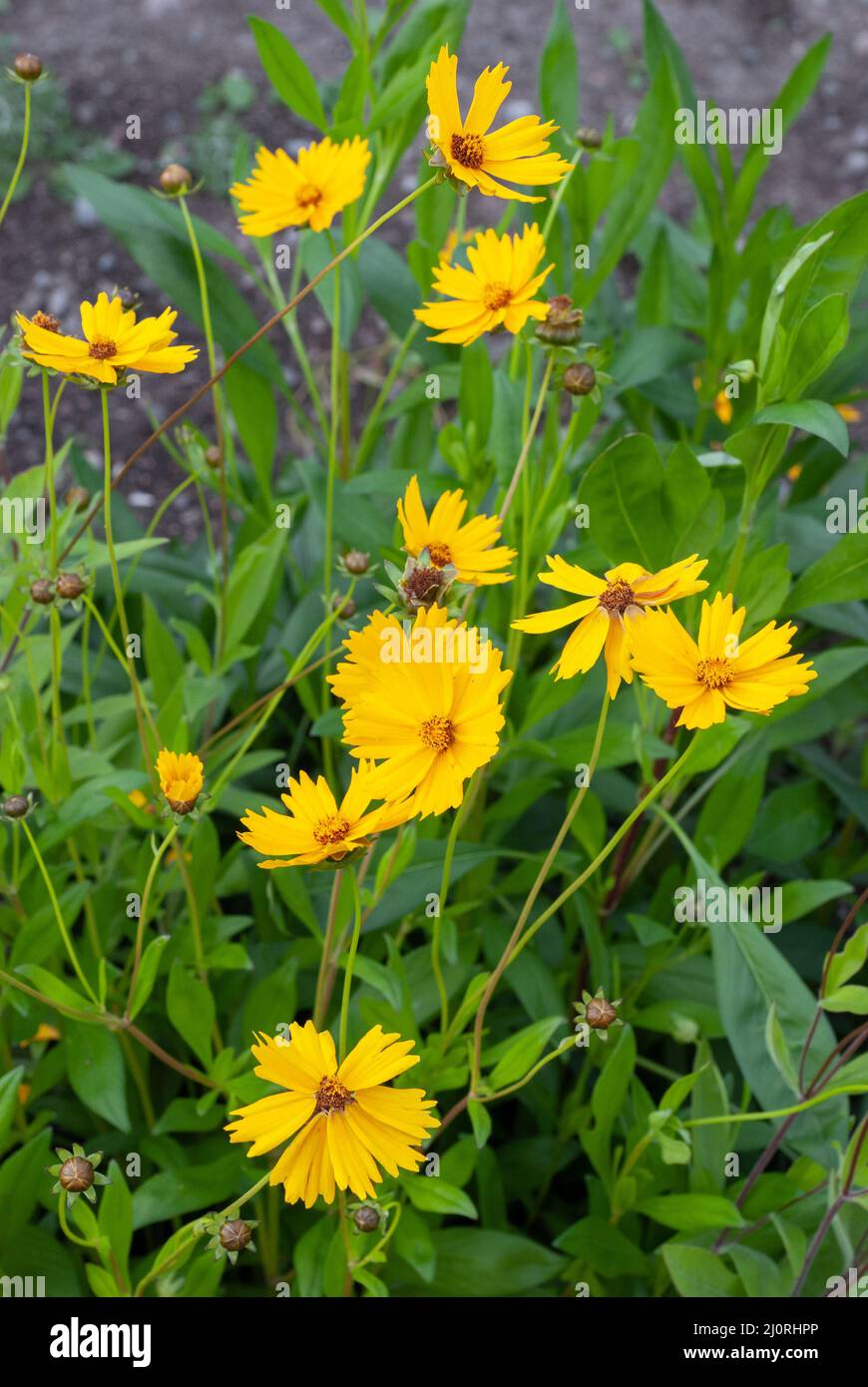 Coreopsis grandiflora yellow flower hi-res stock photography and images ...