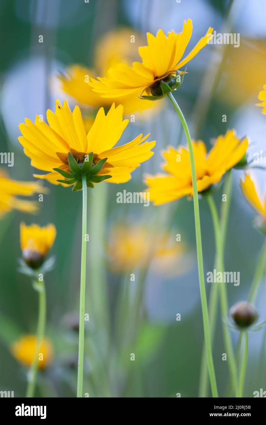 Tickseed coreopsis grandiflora yellow flowers hi-res stock photography ...