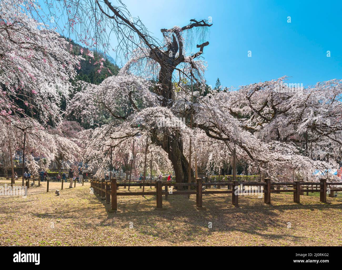 saitama, chichibu - march 20 2022: Back view of a saitama prefecture ...