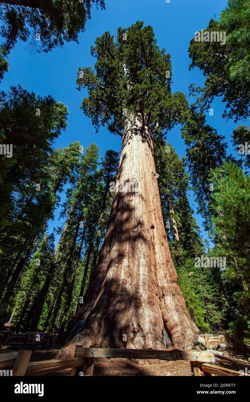 General sherman tree california hi-res stock photography and images - Alamy