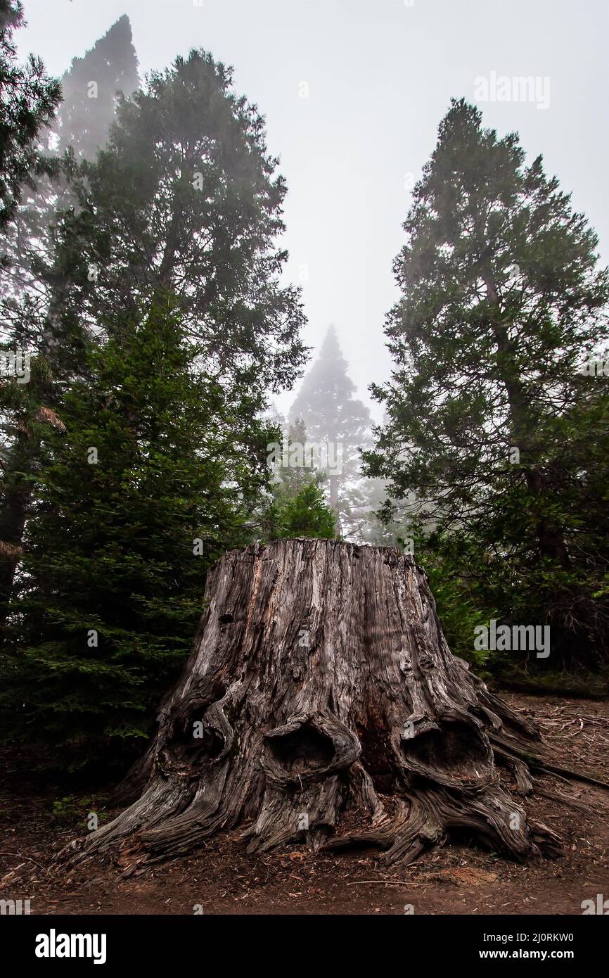 Redwood tree roots hi-res stock photography and images - Alamy