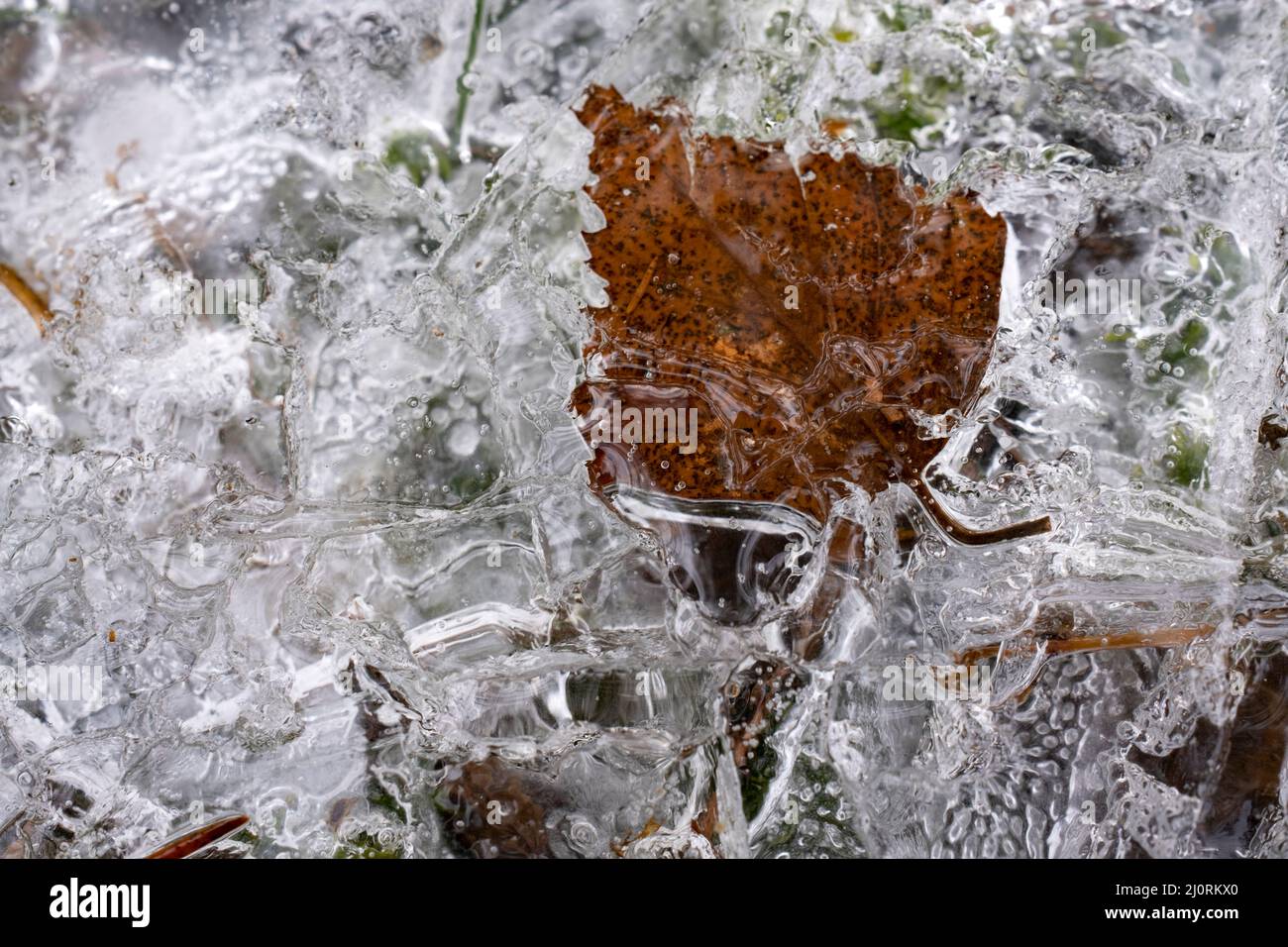 Geometry of the ice surface in swamp waters, Kemeri National Park ...