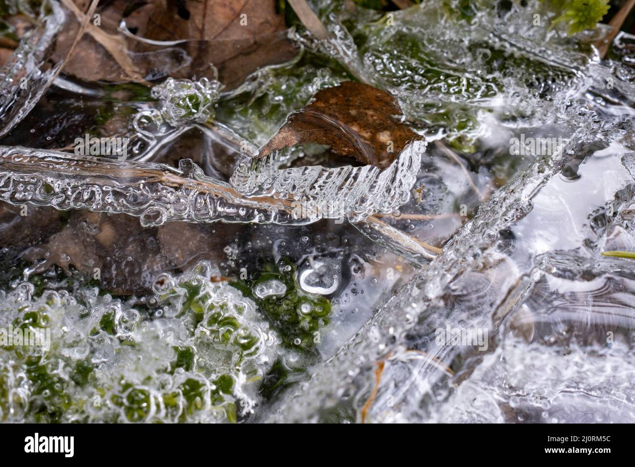Geometry of the ice surface in swamp waters, Kemeri National Park ...