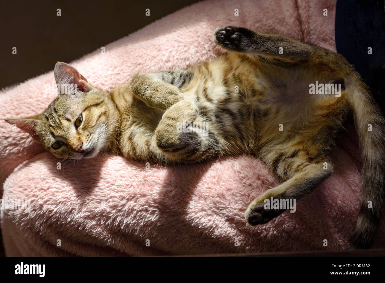 Bengali cat posing. perfect view of photography. beautiful cat of ...