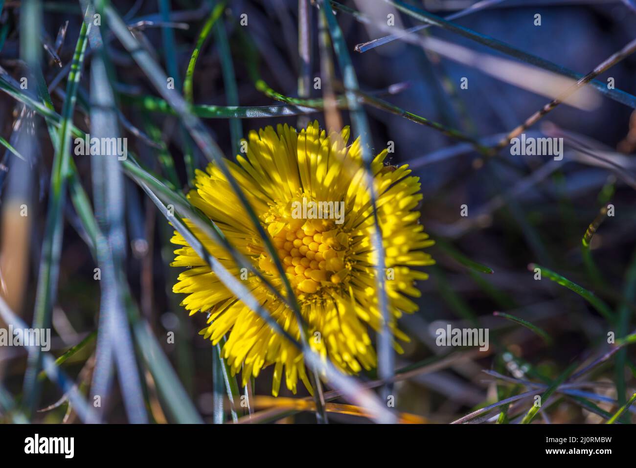 Macro view of yellow dandelion flower blooming in early spring ...