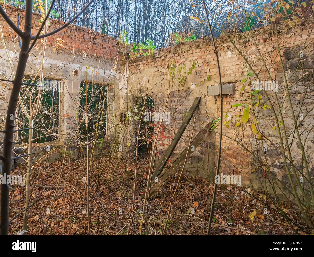 An abandoned and ruined building overgrown with trees and strewn with ...