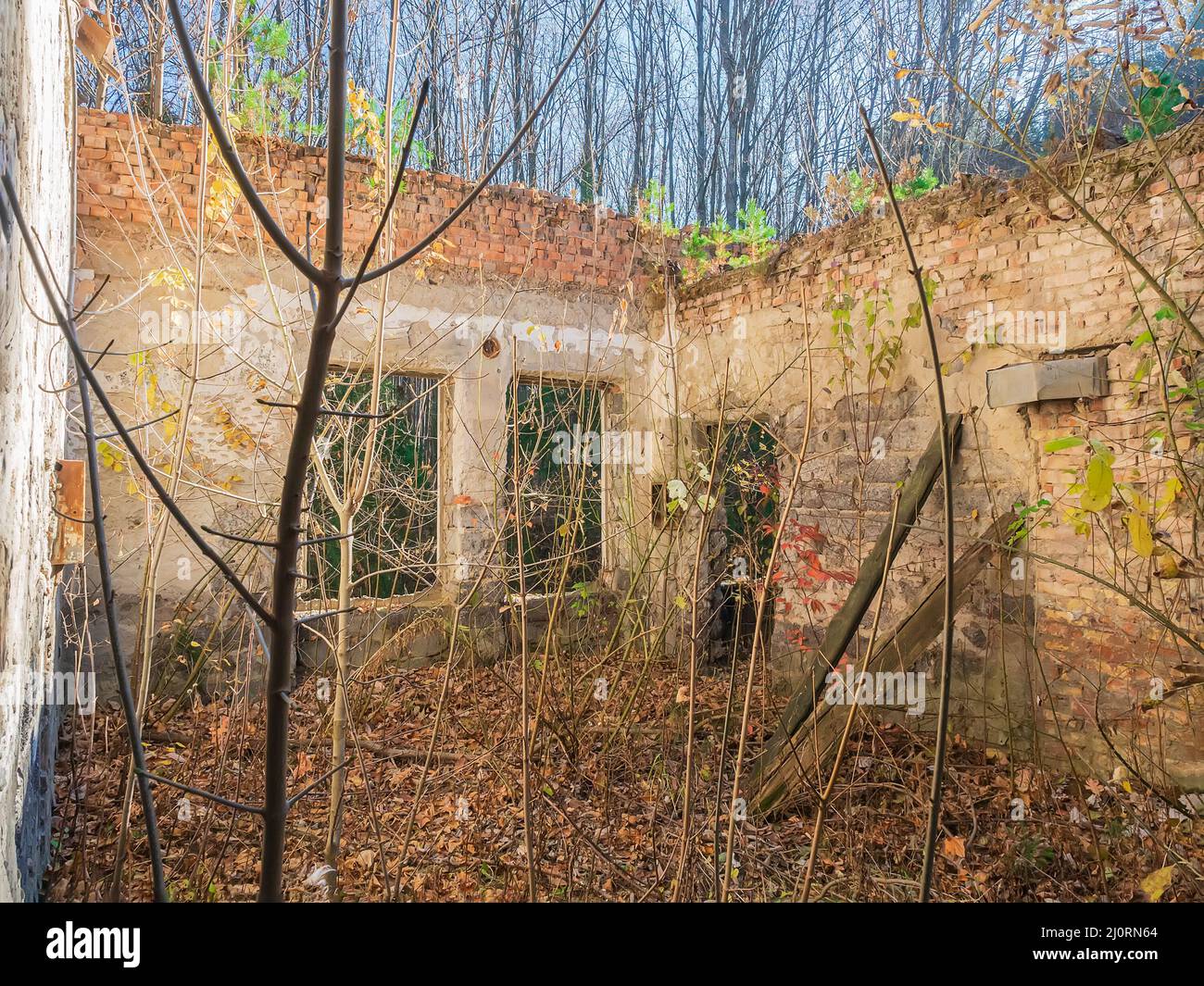 Abandoned and ruined building overgrown with trees and strewn with dry ...