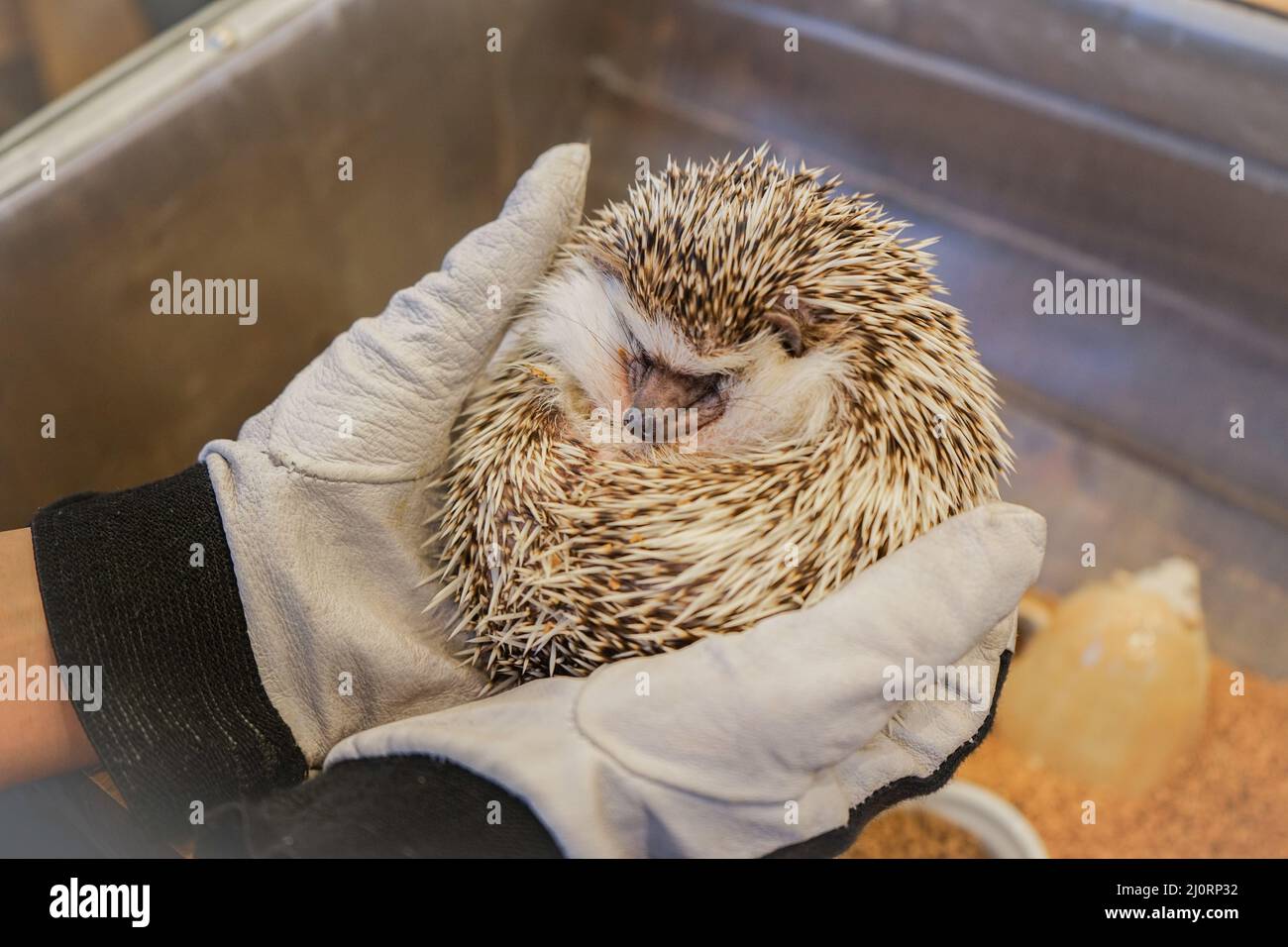 Cute image of hedgehog (Four-toed hedgehog Stock Photo - Alamy