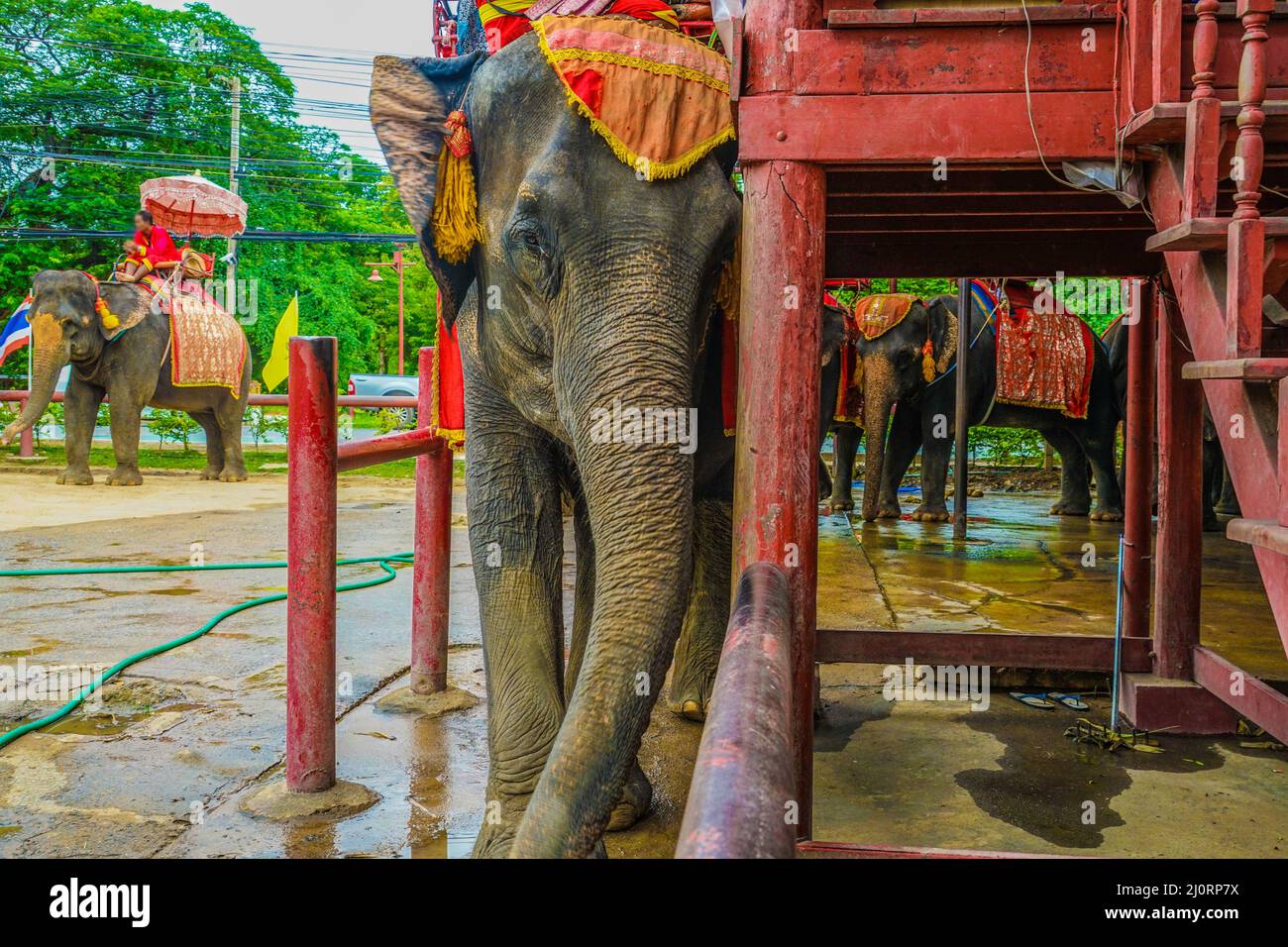 Elephant Camp Elephant (Thailand Au Taya Stock Photo - Alamy