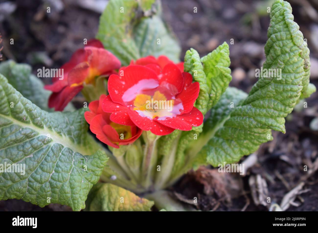 red primula, Primula hirsuta Stock Photo - Alamy