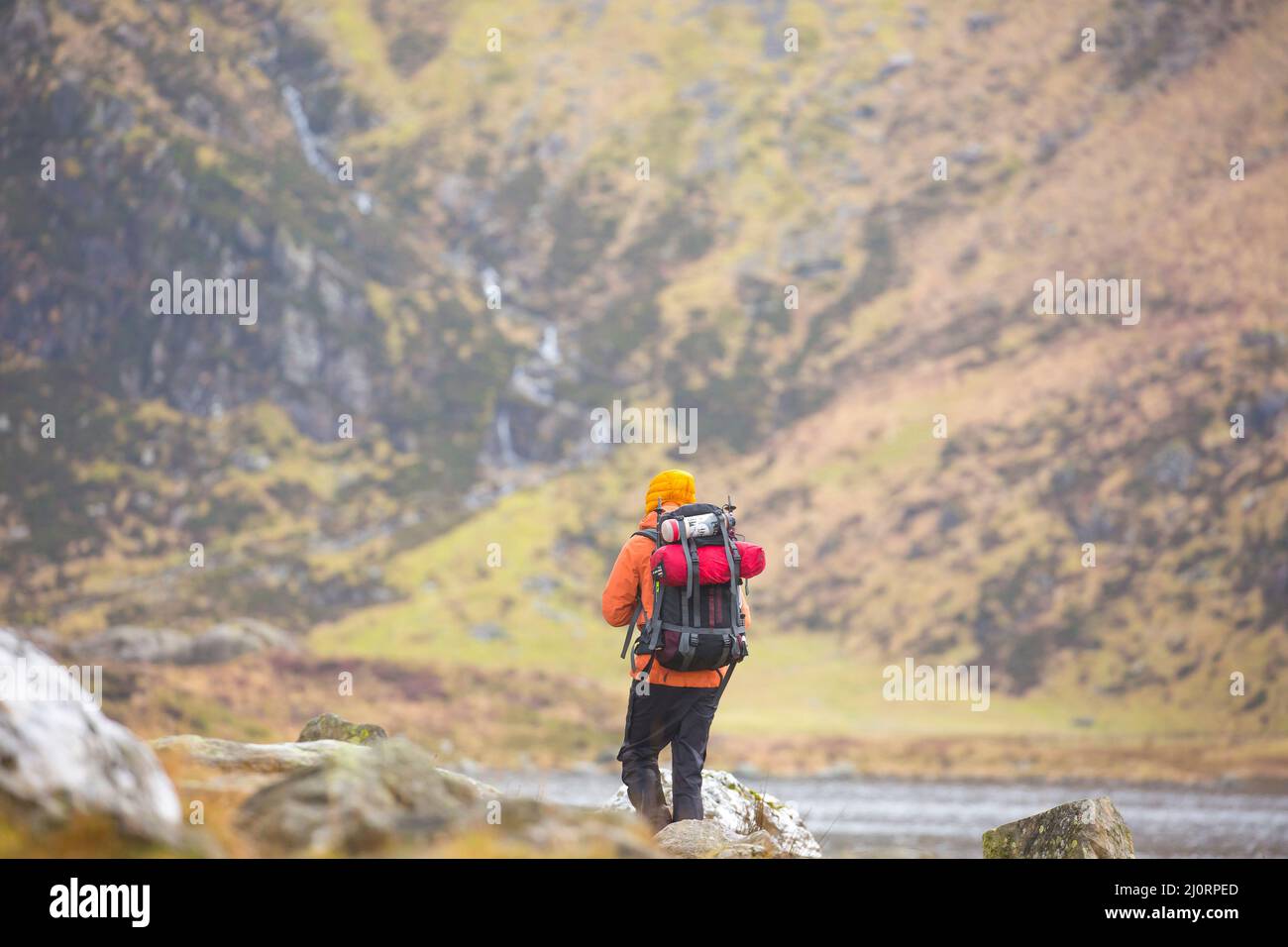 Rear view of isolated female hiker walking with rucksack in Snowdonia ...