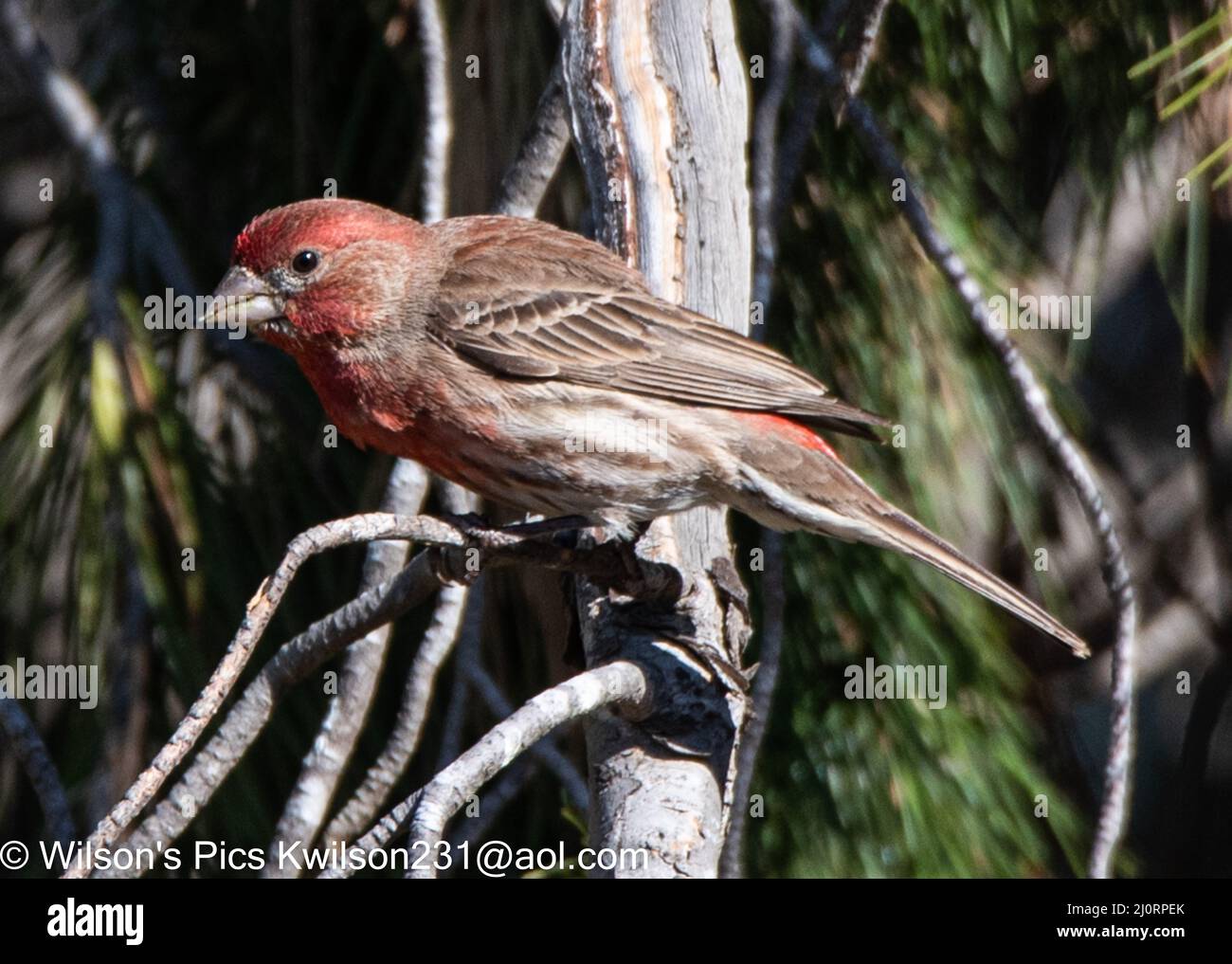 Finch family hi-res stock photography and images - Alamy