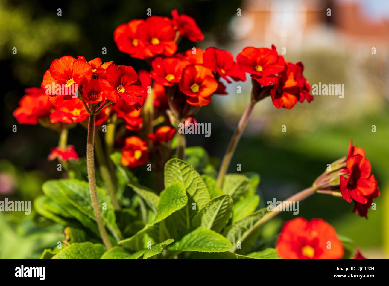 Primula Veristar Marmalade Stock Photo - Alamy