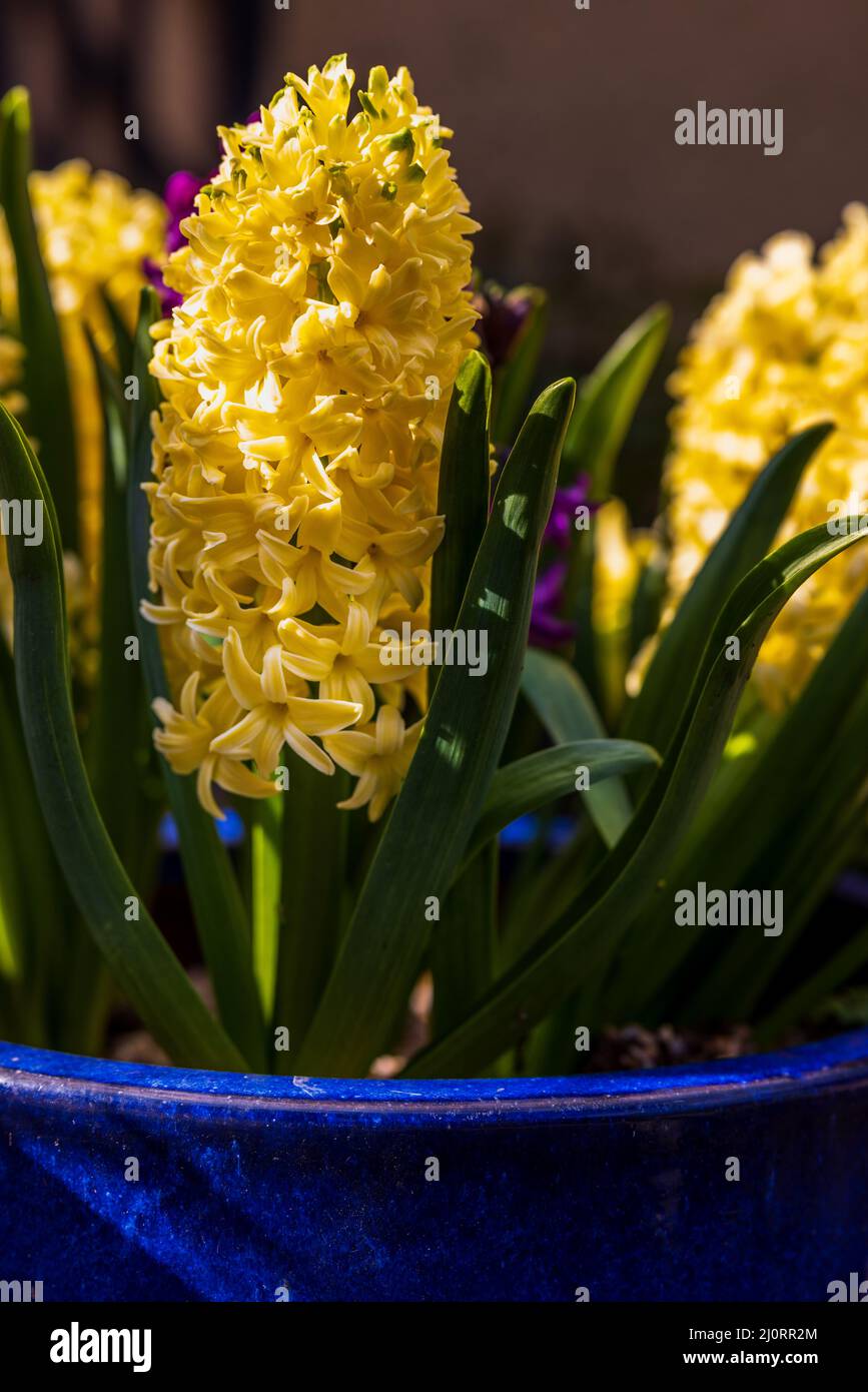 Hyacinthuses hi-res stock photography and images - Alamy